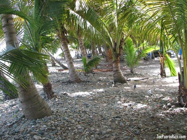 ZeePuertoRico.com - Guardarraya Beach